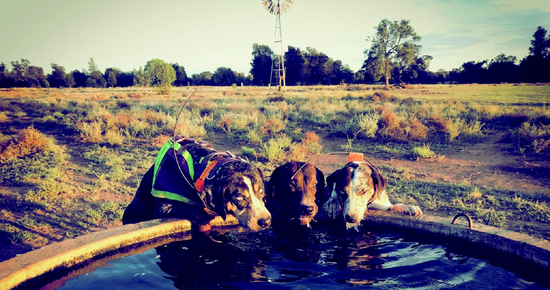 Vulpi Hunting and Outdoors